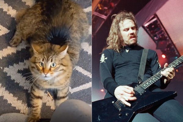 Watch Metalli-Cat Headbang to ‘Enter Sandman’ in Viral Video - HitMusic.tv